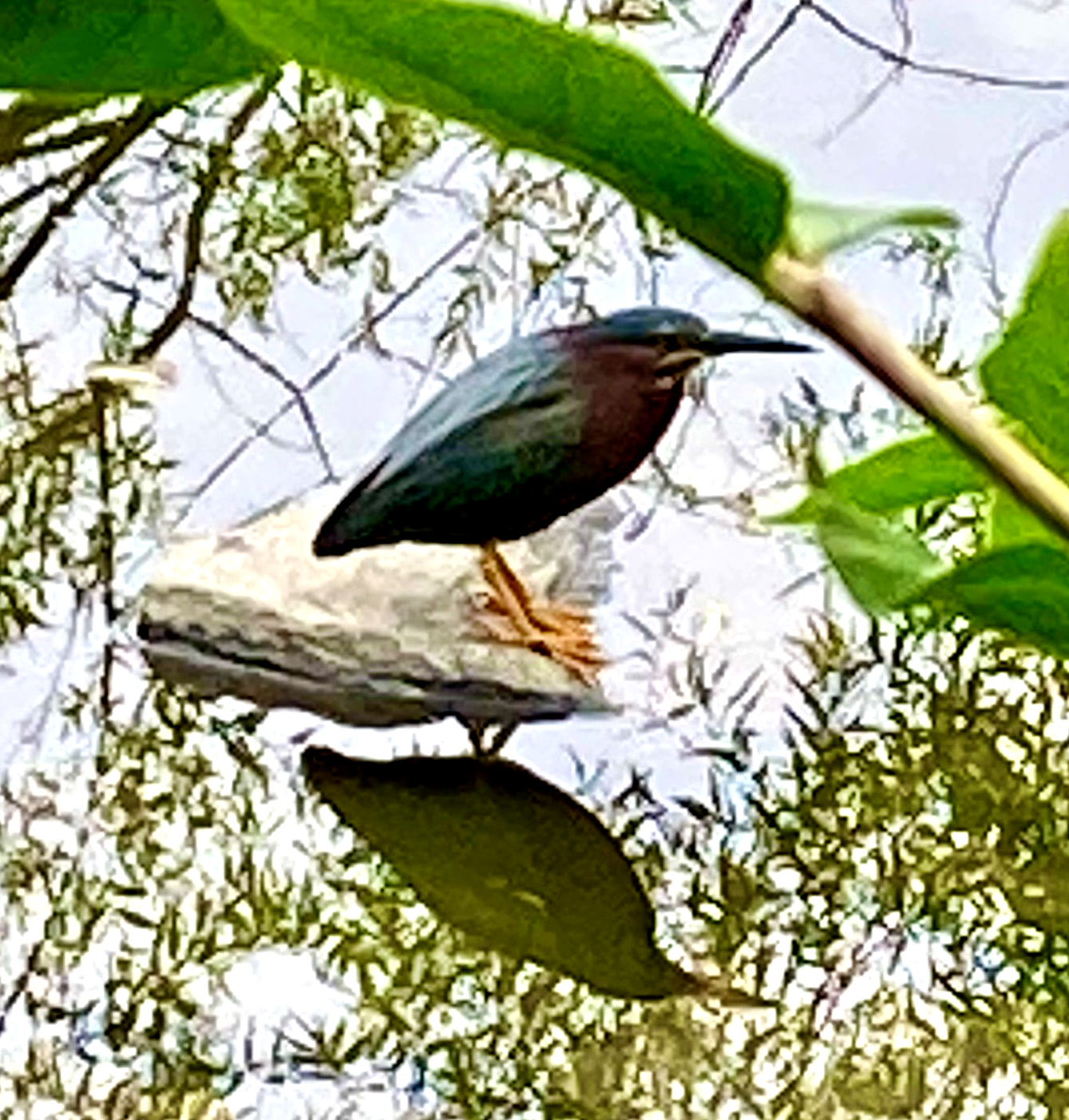 Trumbower_GreenHeron – RiderwoodLife.com