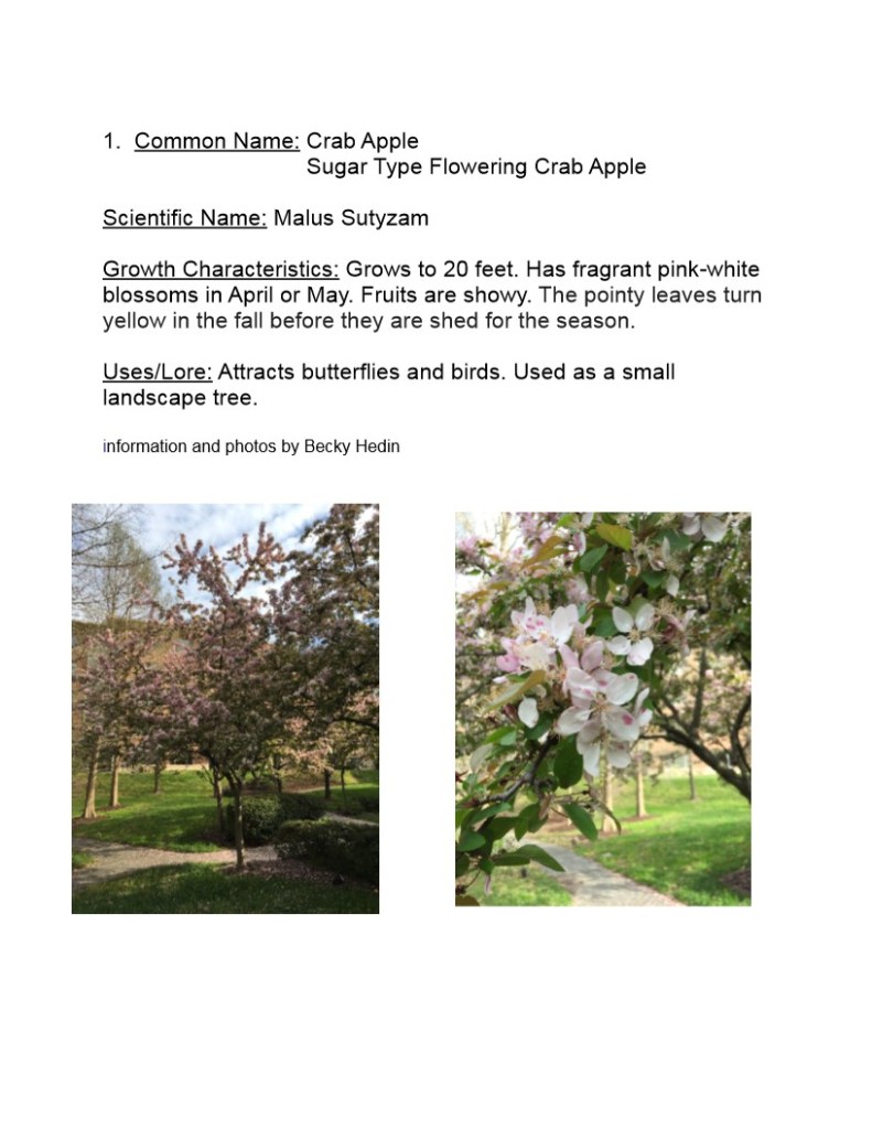 Sylvan Sleuths — Identifying Trees – RiderwoodLife.com