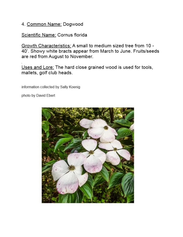 Sylvan Sleuths — Identifying Trees – RiderwoodLife.com